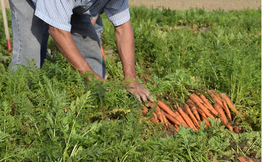 Enhancing Agricultural Efficiency with Precision Weighing Solutions ...